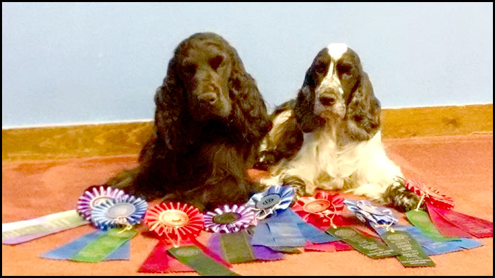 My Dog Training Center, LLC, Putnam, CT – Lisa Antonucci